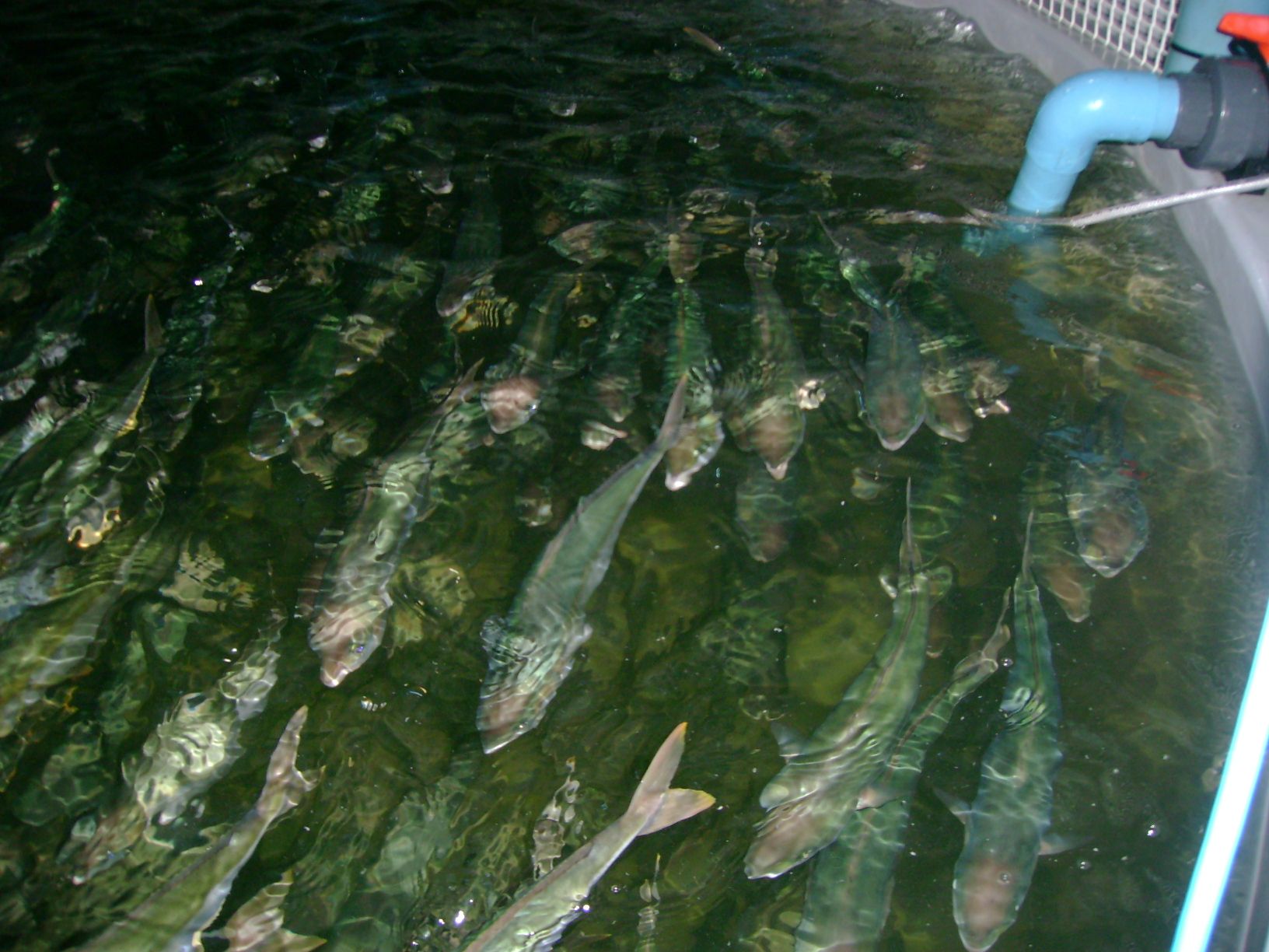 Recirculating Aquaculture Systems (RAS) – Pros and Cons – Arab World ...