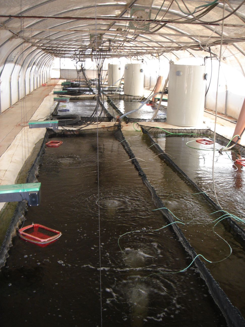 Recirculating Aquaculture Systems (RAS) – Pros and Cons – Arab World ...